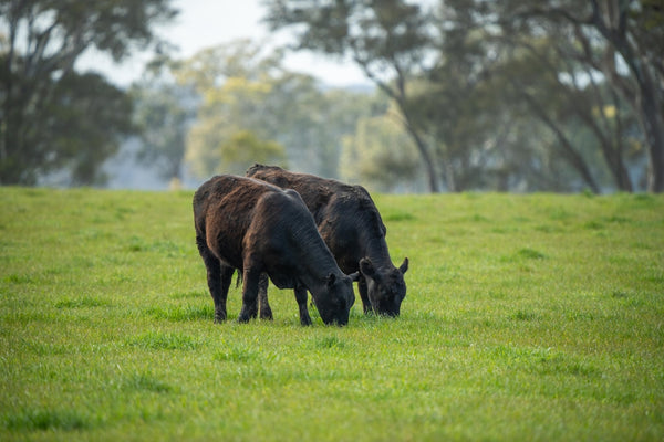 Long Farm Meats | Grass Fed Beef & Non GMO Pork Shares | Lancaster PA