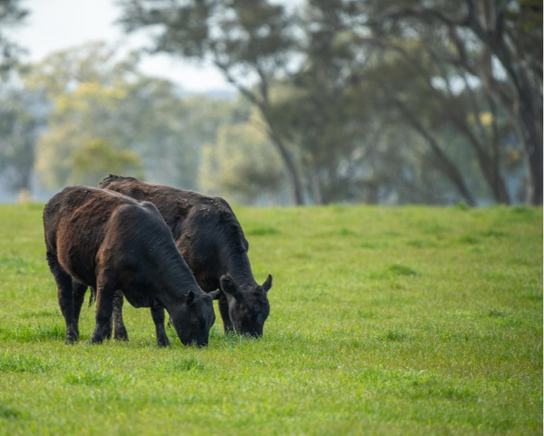 100% Grass Fed Beef in Lancaster, PA – Long Farm Meats